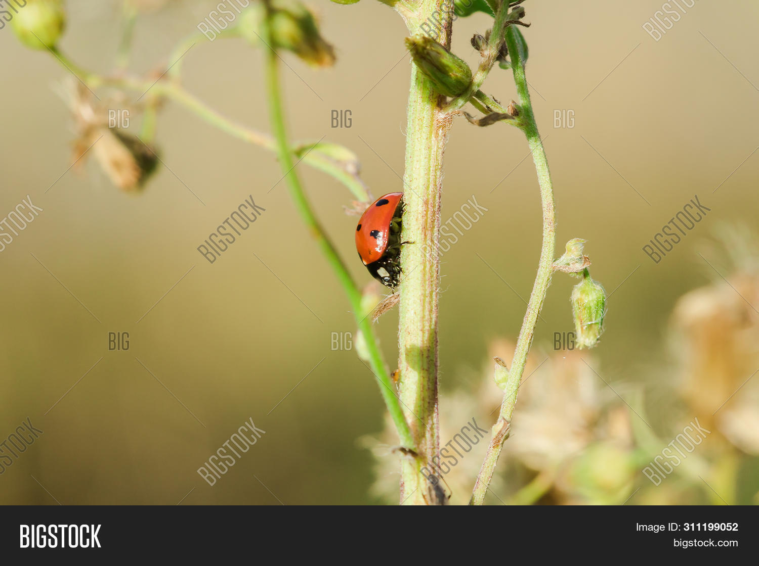 Ladybug On Tree Image & Photo (Free Trial) | Bigstock
