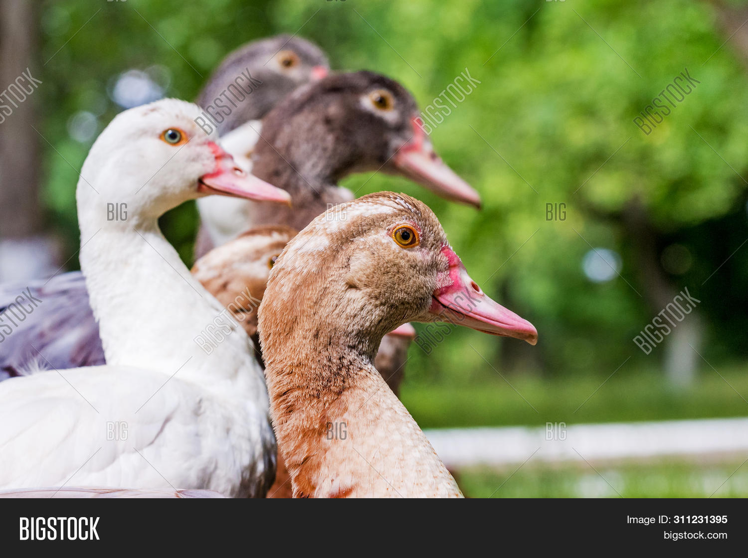 Musk-duck Close-. Image & Photo (Free Trial) | Bigstock