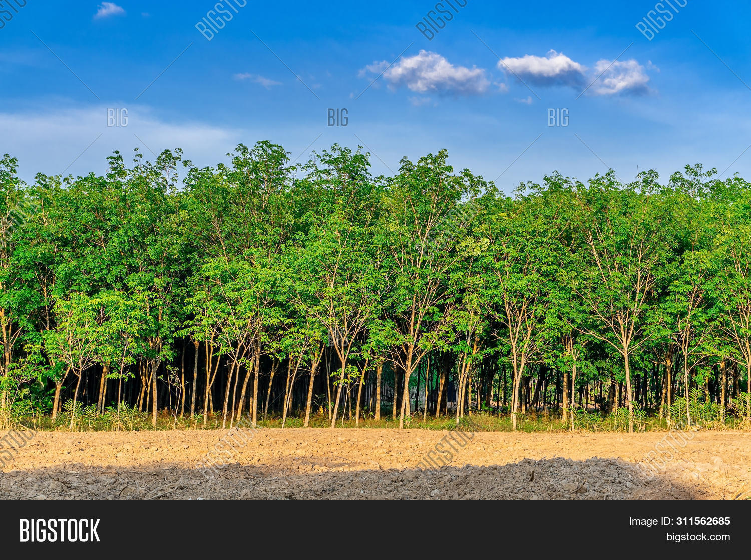 Para Rubber Tree, Image & Photo (Free Trial) | Bigstock