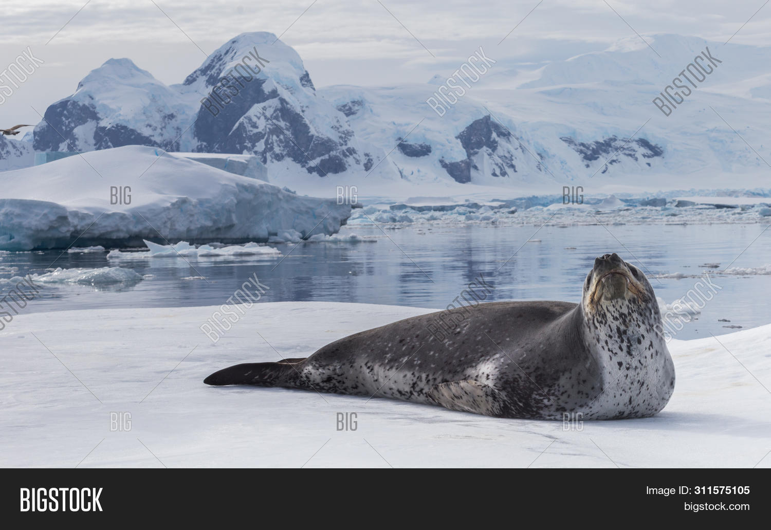 Natural Predator Image & Photo (Free Trial) | Bigstock