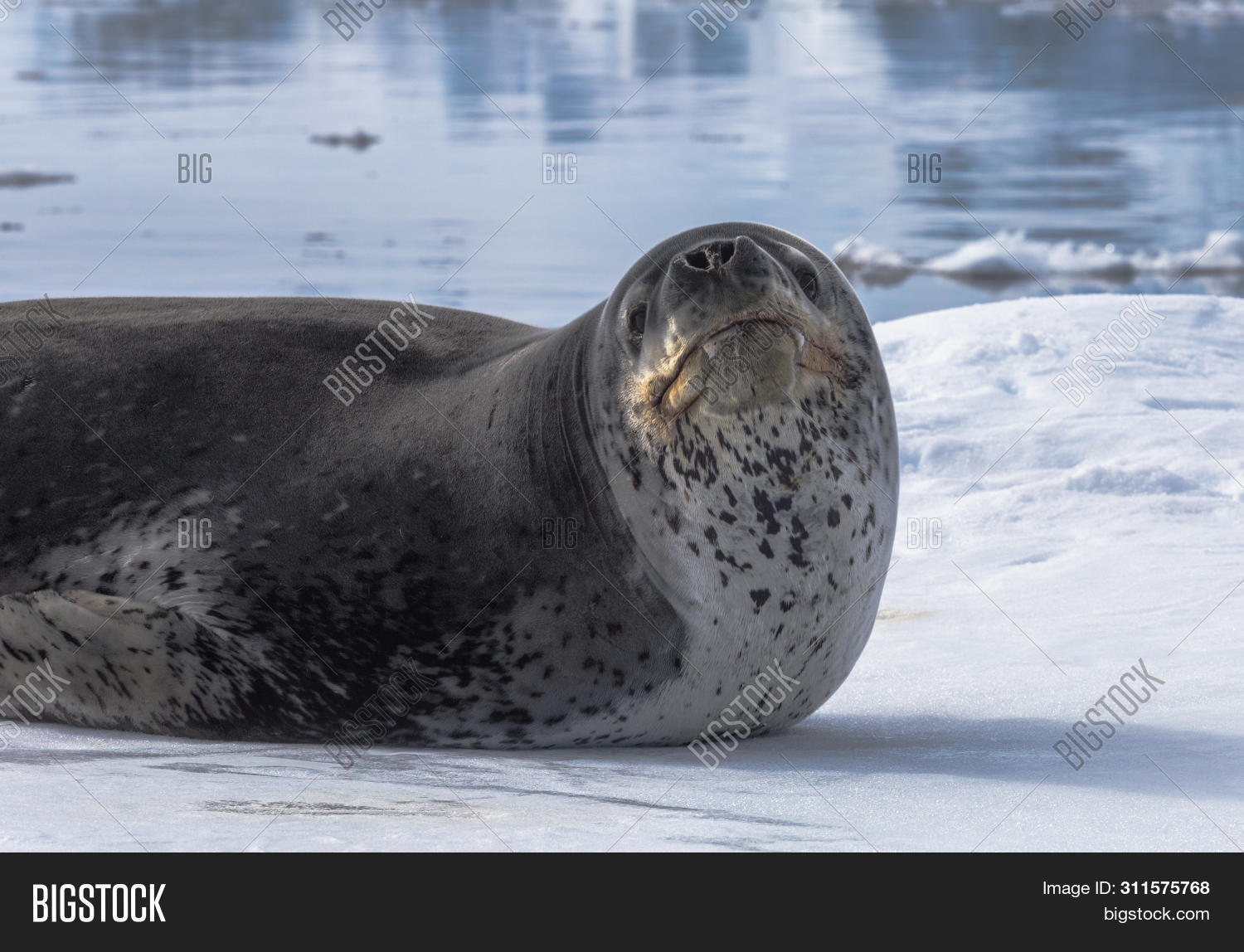 Natural Predator Image & Photo (Free Trial) | Bigstock