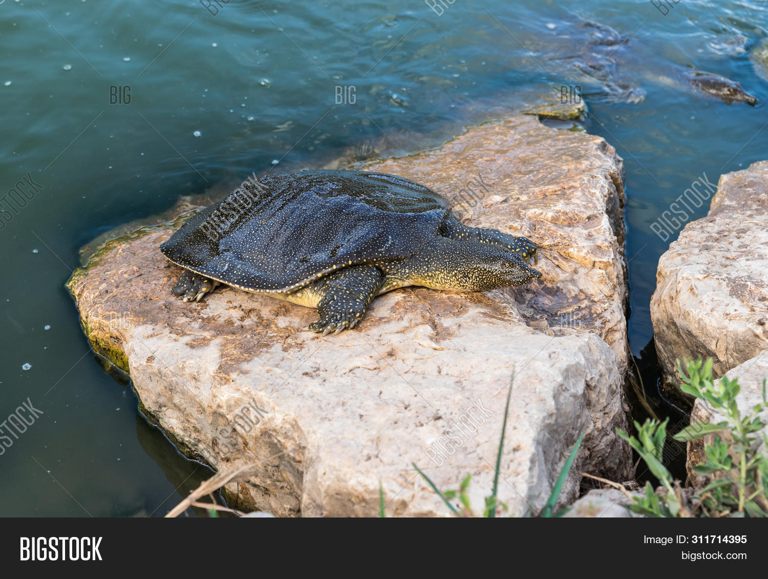 Nile Soft-skinned Image & Photo (Free Trial) | Bigstock