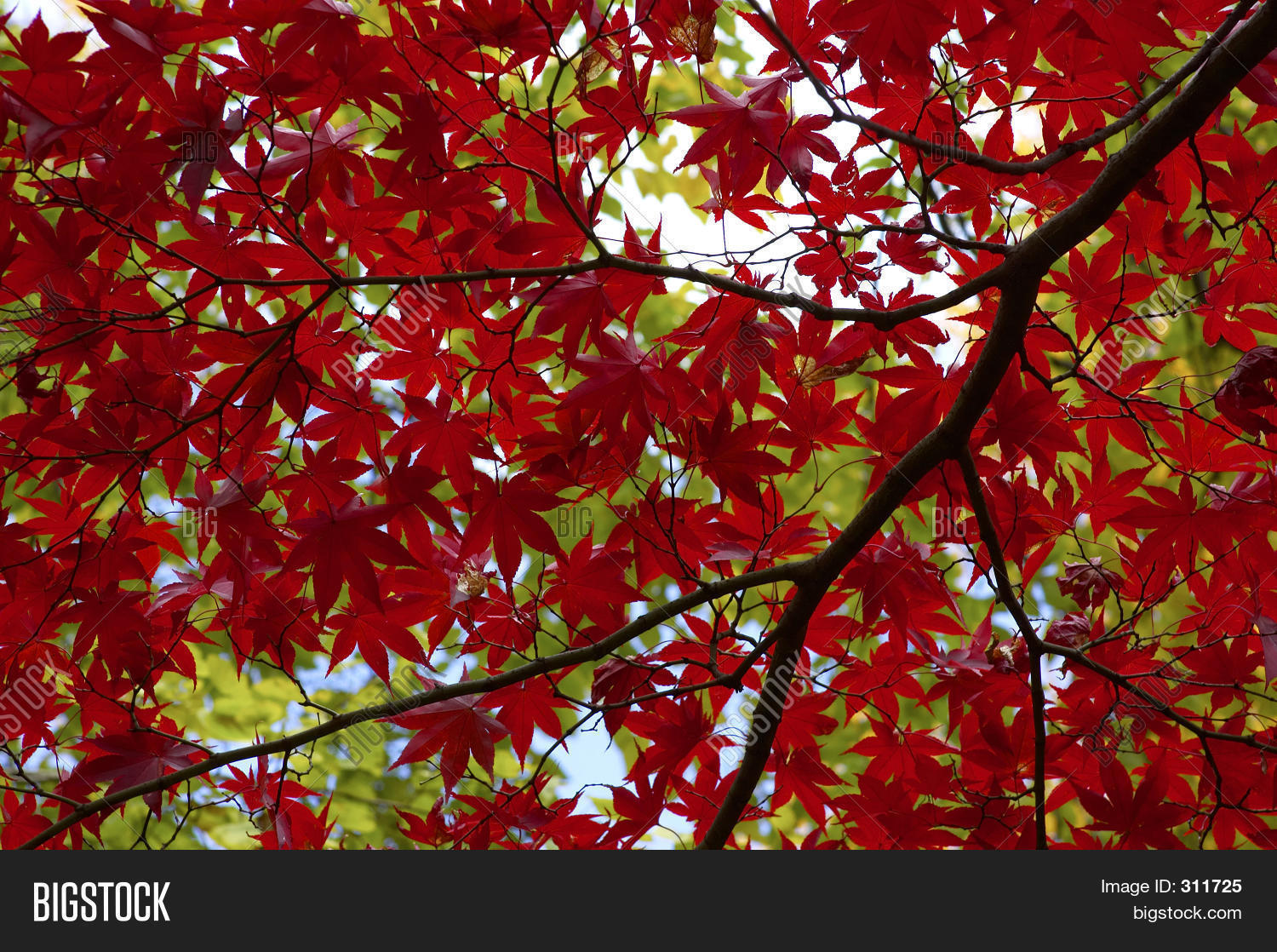 Red Green Tree Leaf Image & Photo (Free Trial) | Bigstock