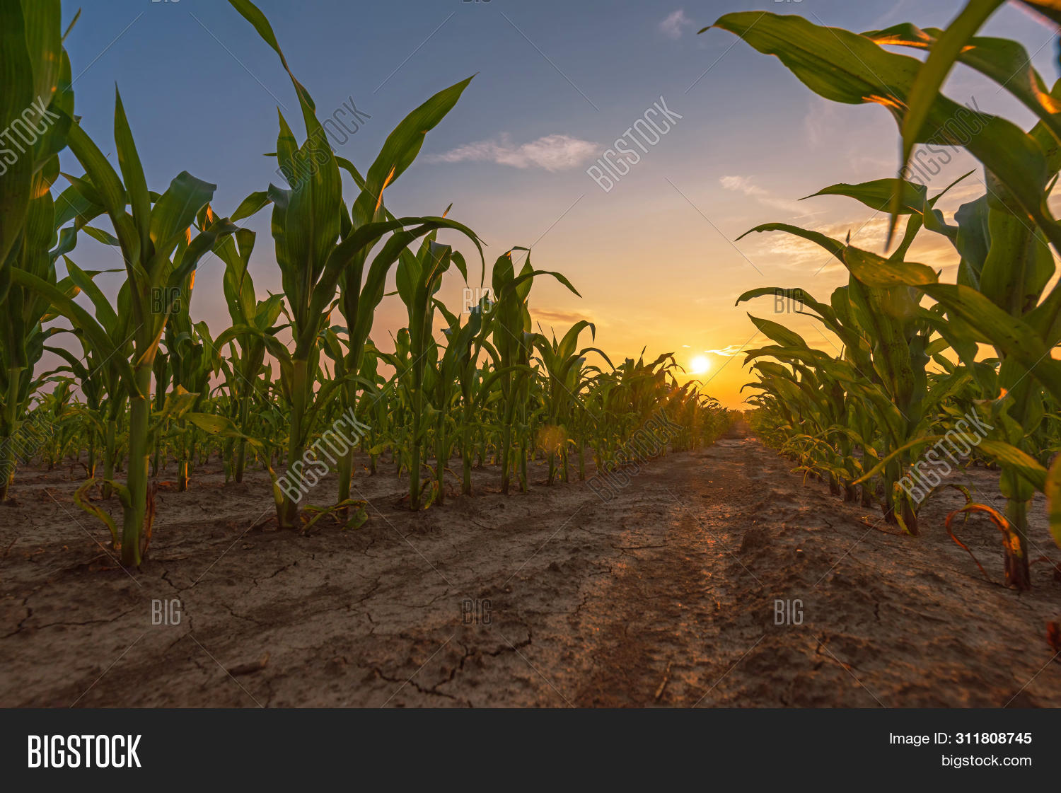 Corn Field Sunset. Image & Photo (Free Trial) | Bigstock