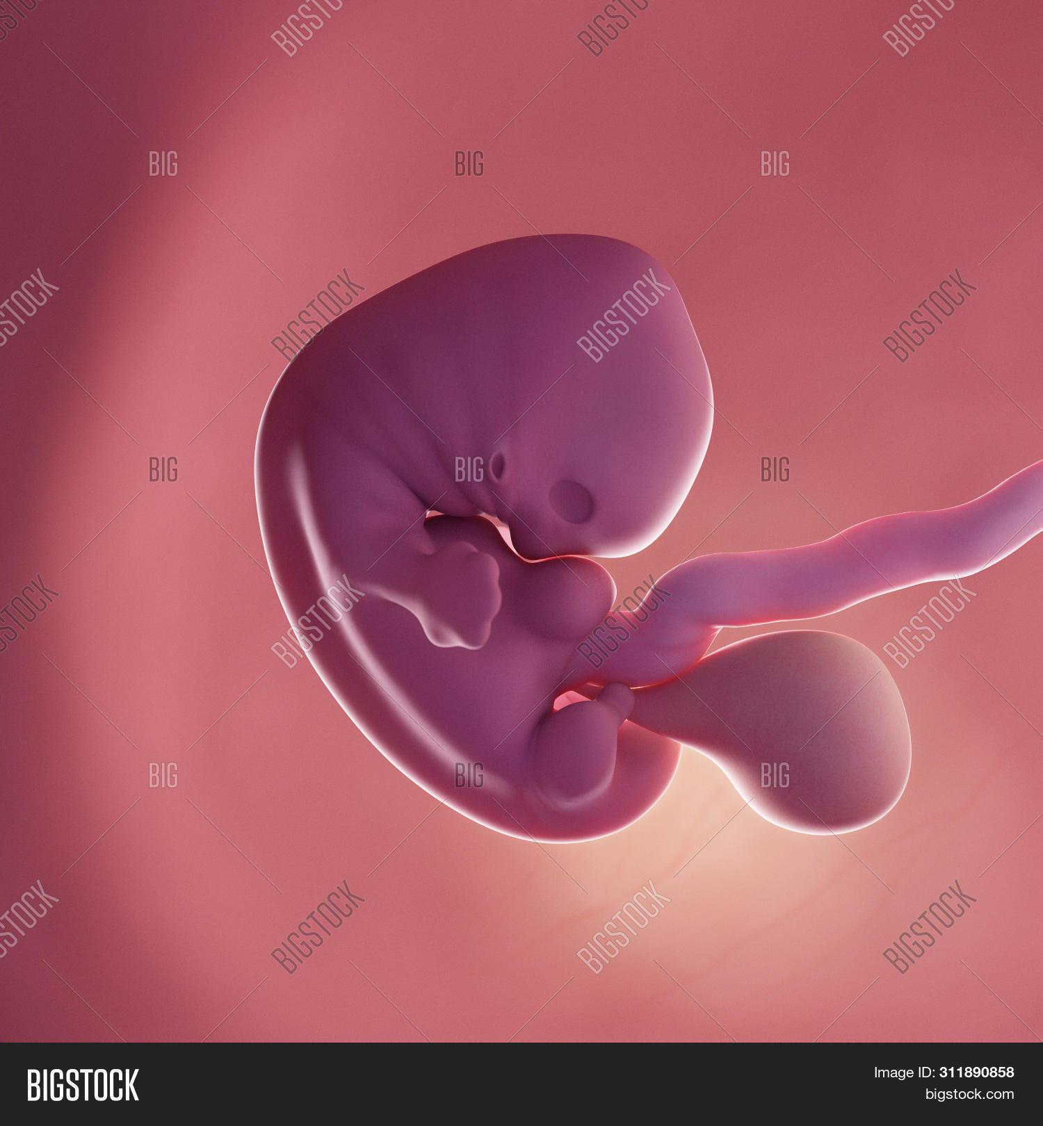 3d Rendered Medically Image & Photo (Free Trial) | Bigstock