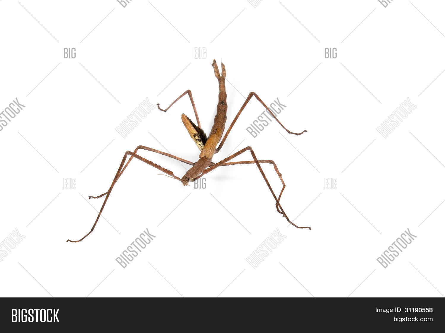 Margin Winged Stick Image & Photo (Free Trial) | Bigstock