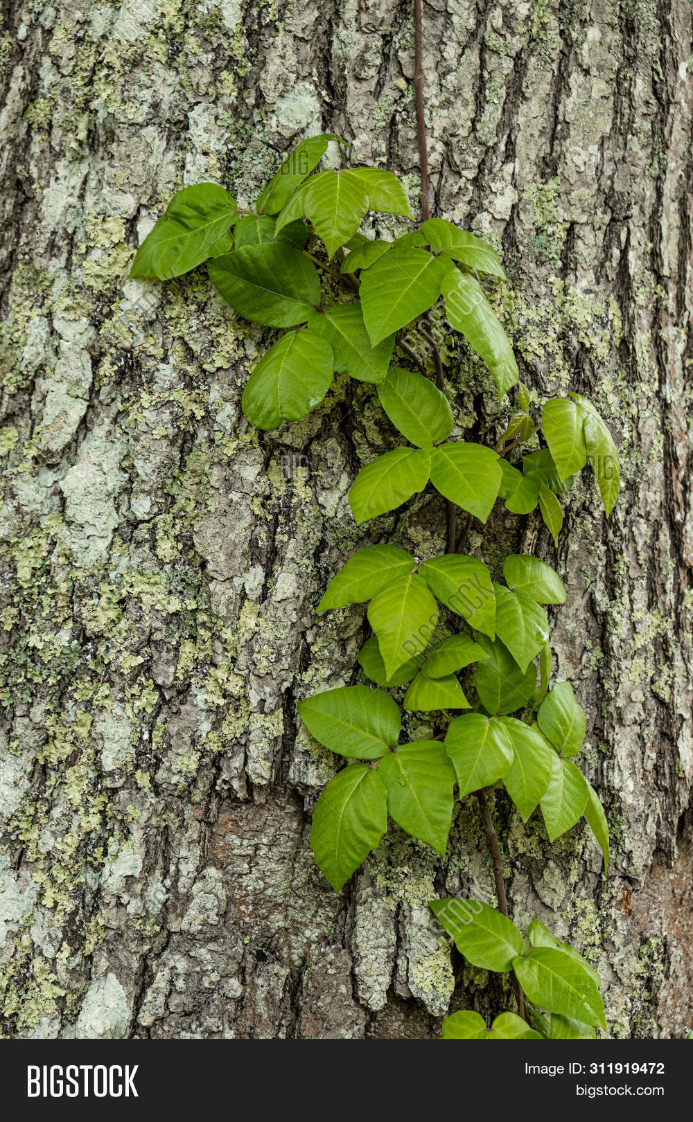 Poison Oak Tree