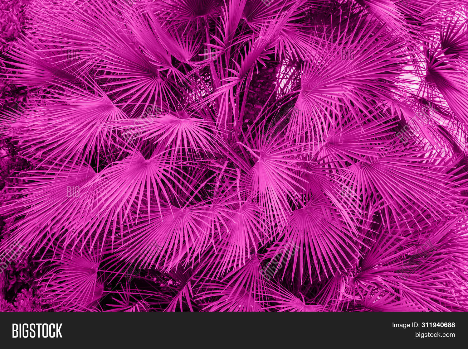 Many Magenta Leaves Image & Photo (Free Trial) | Bigstock