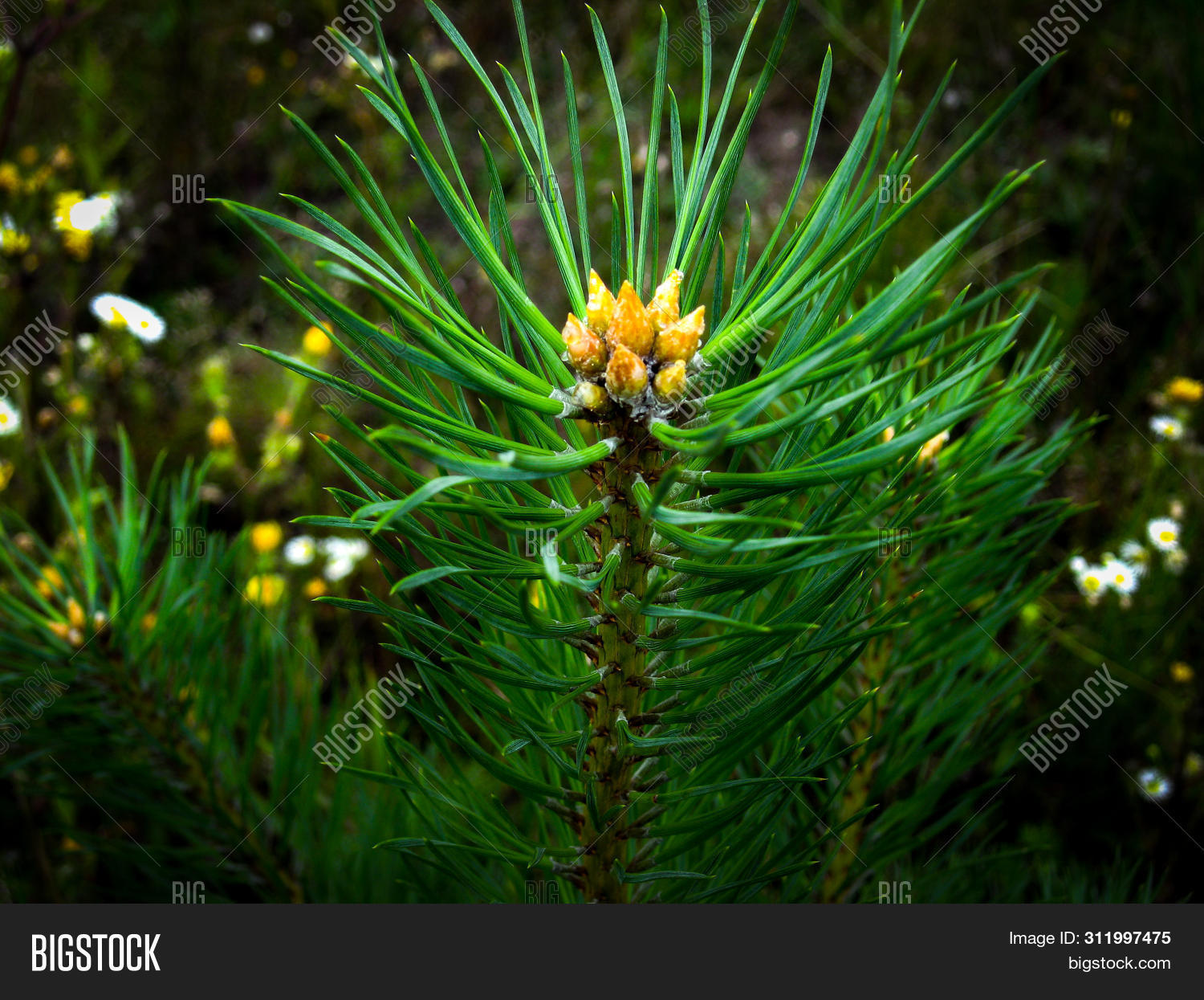 Magic Branch Image & Photo (Free Trial) | Bigstock