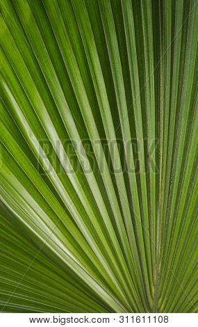 Palma Photo. Palm Leaf Image & Photo (Free Trial) | Bigstock