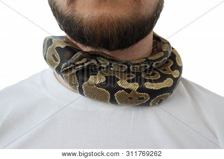 Man Snake Around His Image & Photo (Free Trial) | Bigstock