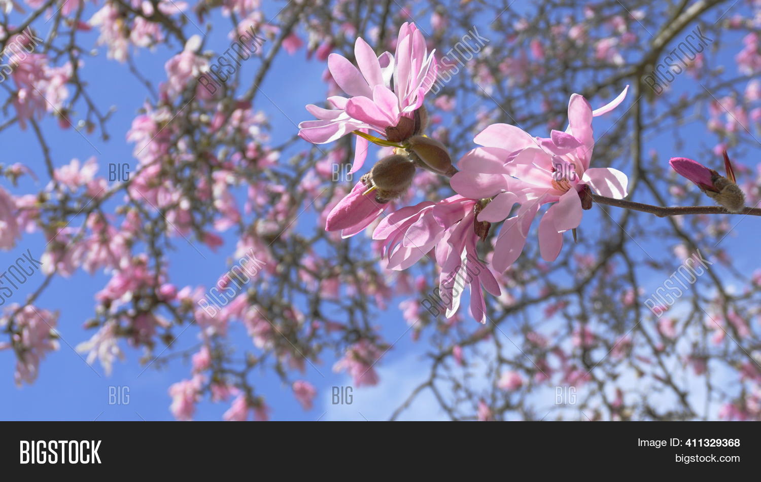 Showy Beautiful Image & Photo (Free Trial) | Bigstock