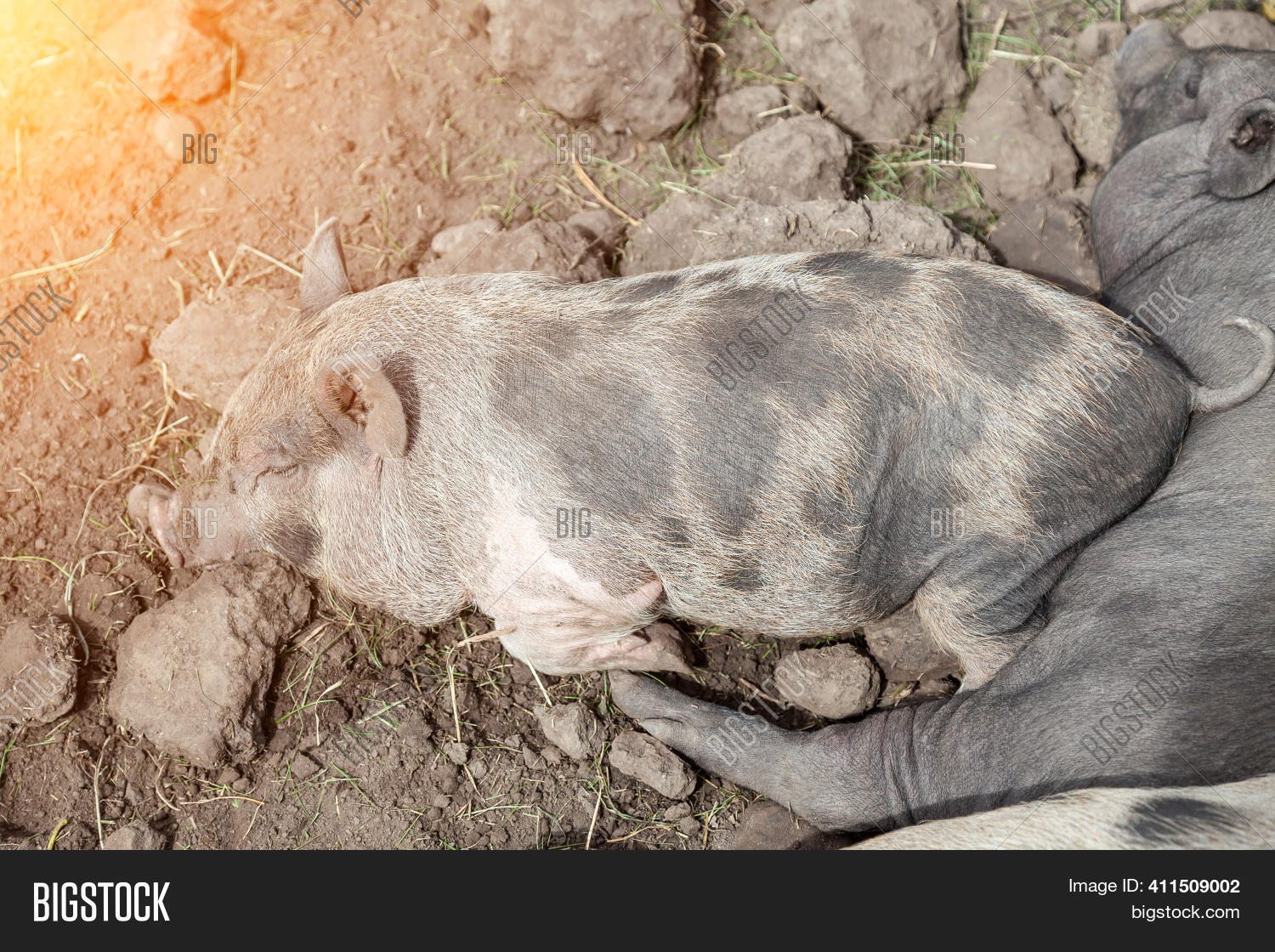 Black Wild Pig Sleeps Image & Photo (Free Trial) | Bigstock
