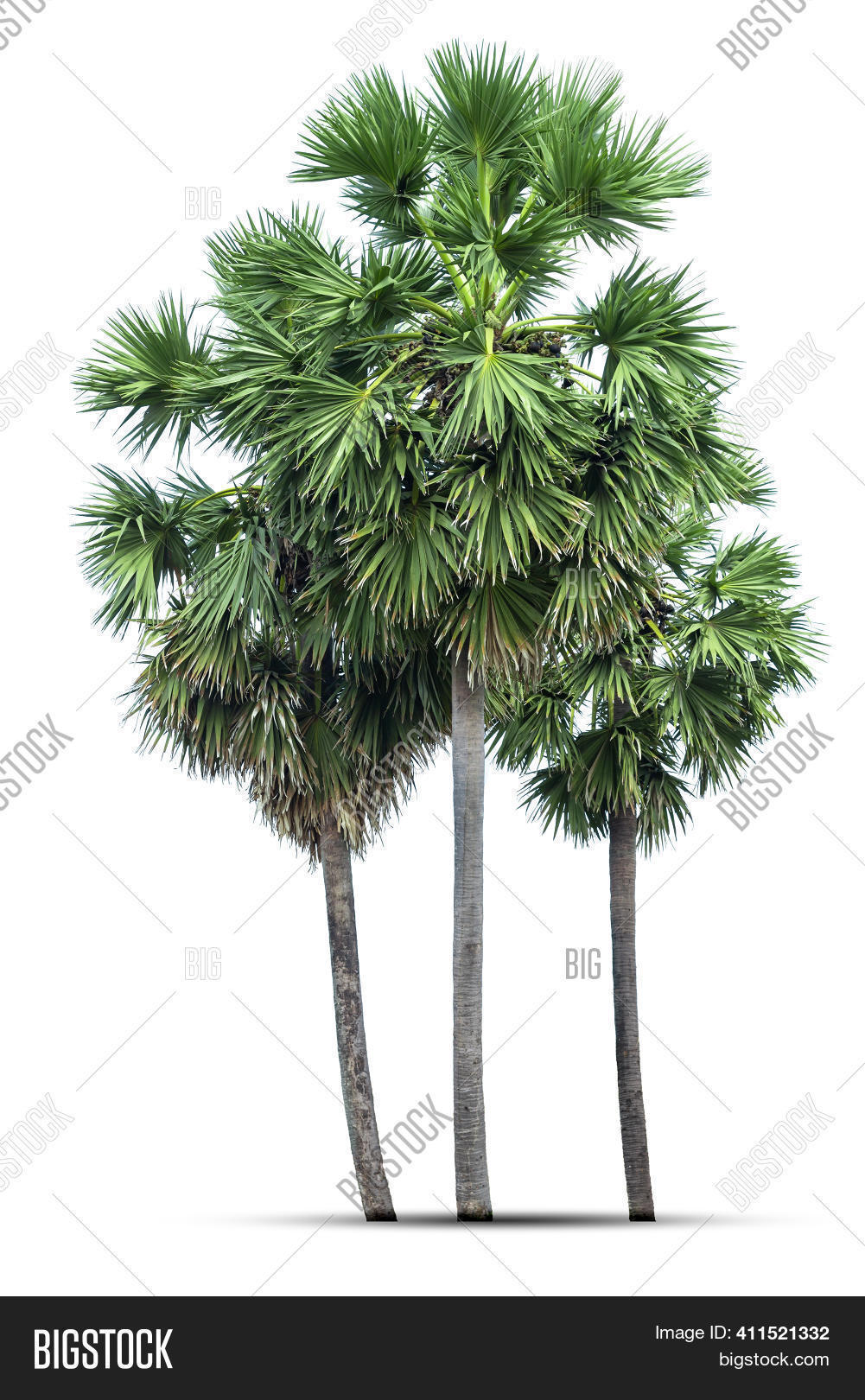 Sugar Palm Tree, Sugar Image & Photo (Free Trial) | Bigstock
