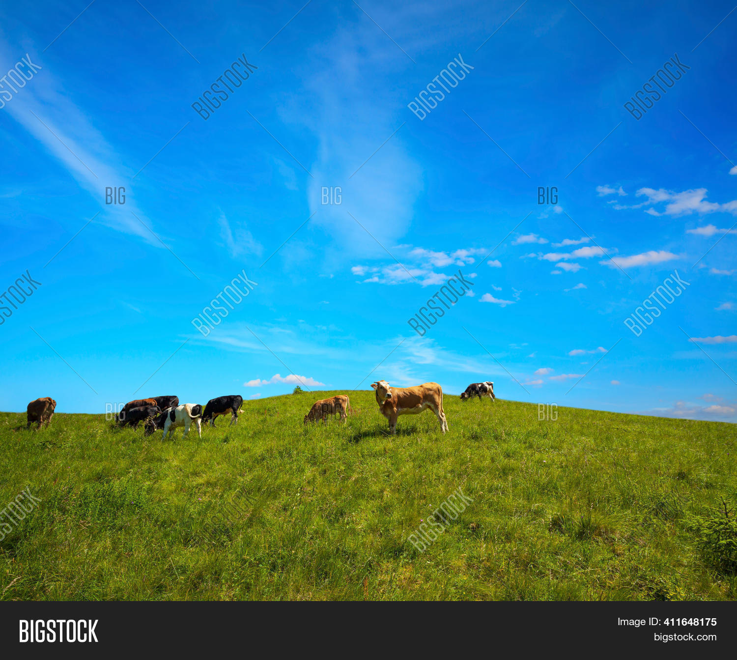 Cows Graze On Sunny Image & Photo (Free Trial) | Bigstock