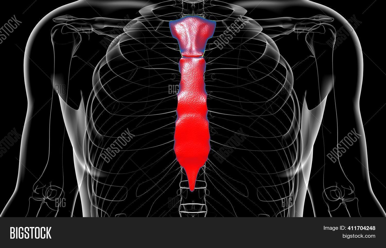 Human Skeleton Sternum Image & Photo (Free Trial) | Bigstock