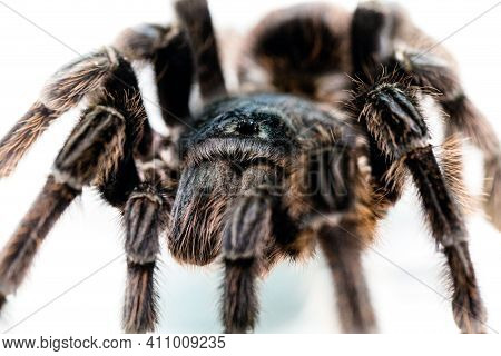 Black Tarantula Spider Image & Photo (Free Trial) | Bigstock