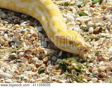 Yellow Boa Constrictor Image & Photo (Free Trial) | Bigstock