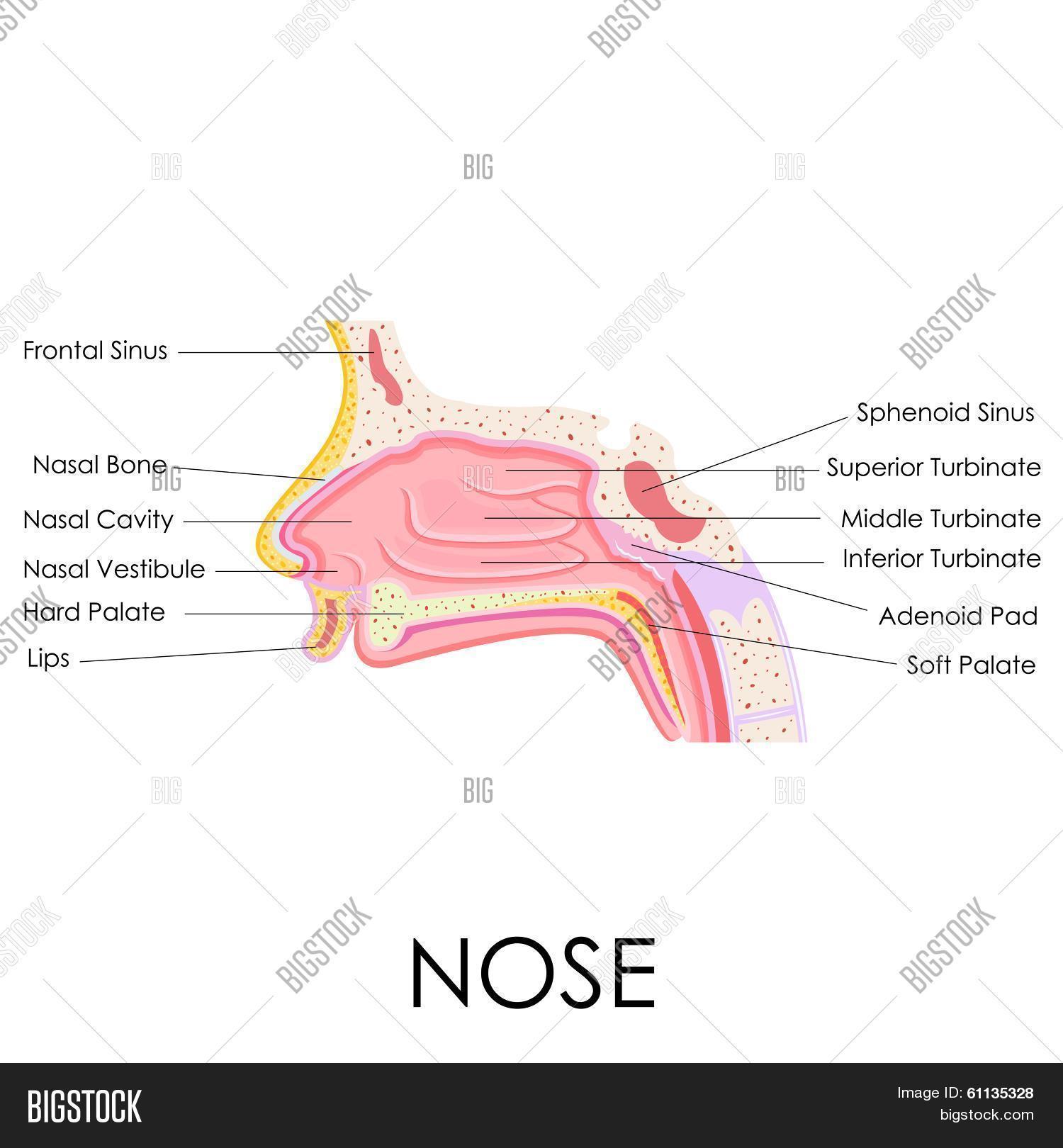Human Nose Anatomy Diagram