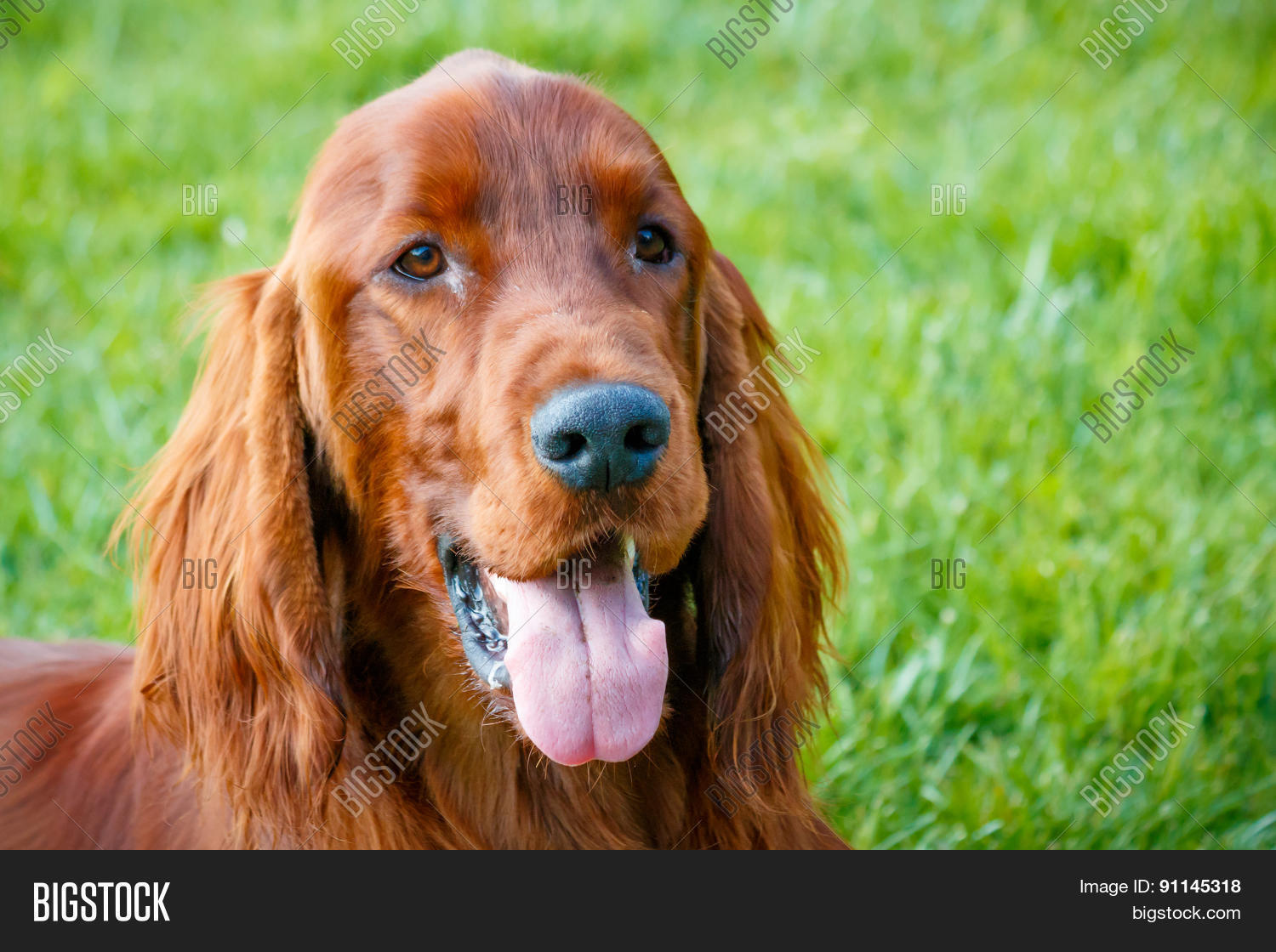 Irish Setter Image & Photo (Free Trial) | Bigstock