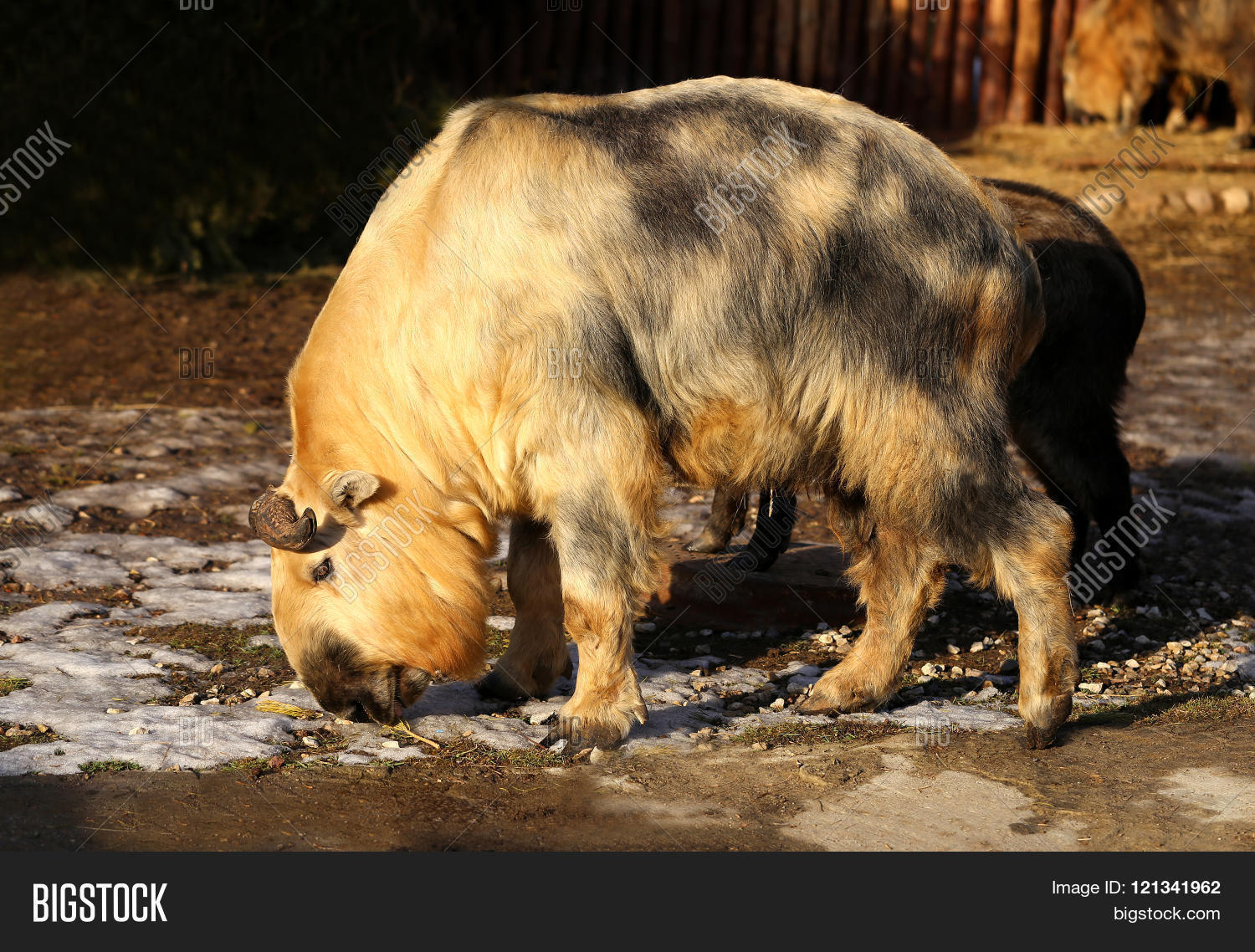 Photo Beautiful Takin Image & Photo (Free Trial) | Bigstock