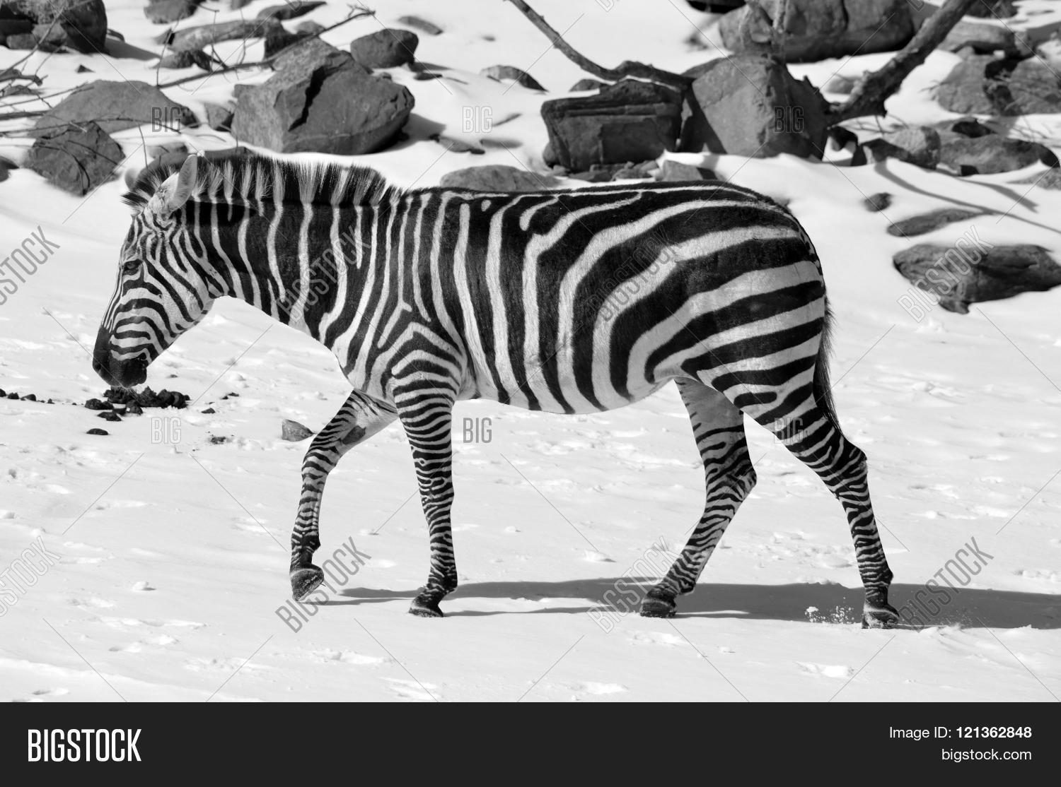 Winter Time Zebras Image & Photo (Free Trial) | Bigstock
