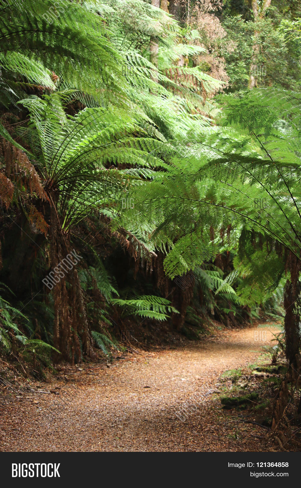 Tarkine Rainforest Image & Photo (Free Trial) | Bigstock