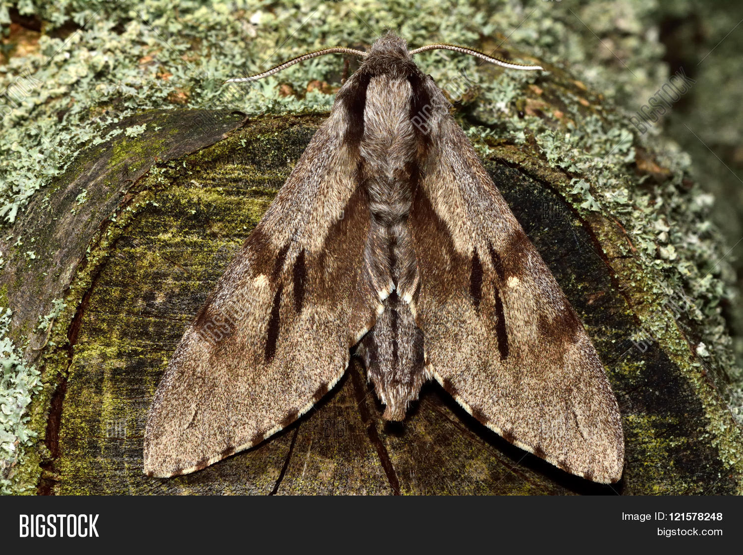 Pine Hawk-moth ( Image & Photo (Free Trial) | Bigstock
