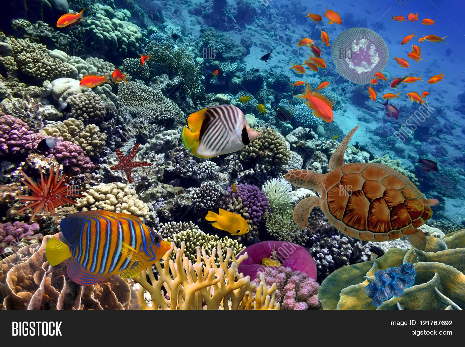 Colorful Reefs