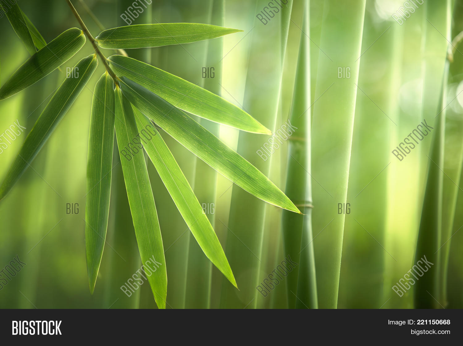 Bamboo Forest Morning Image & Photo (Free Trial) | Bigstock