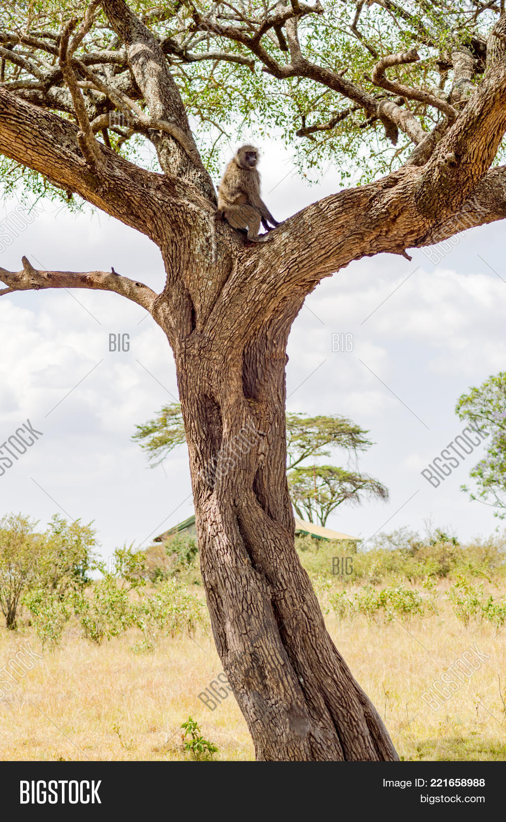 Isolated Baboon Image & Photo (Free Trial) | Bigstock