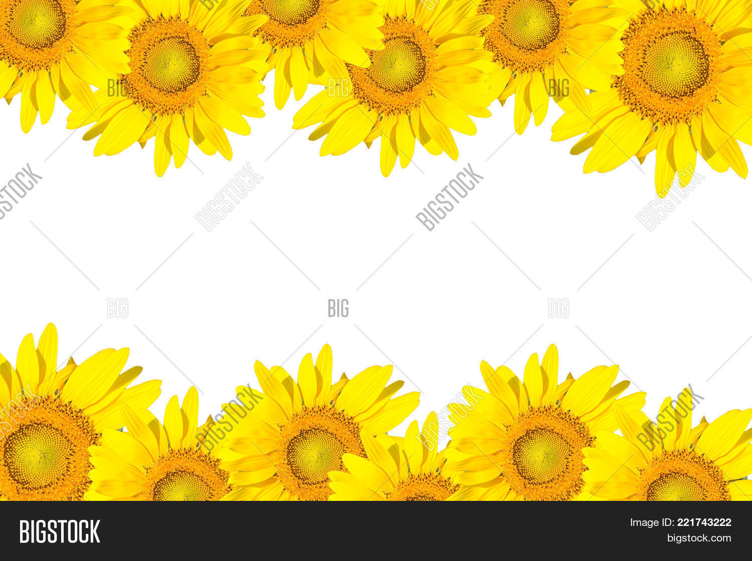 Sunflower Frame Image & Photo (Free Trial) | Bigstock