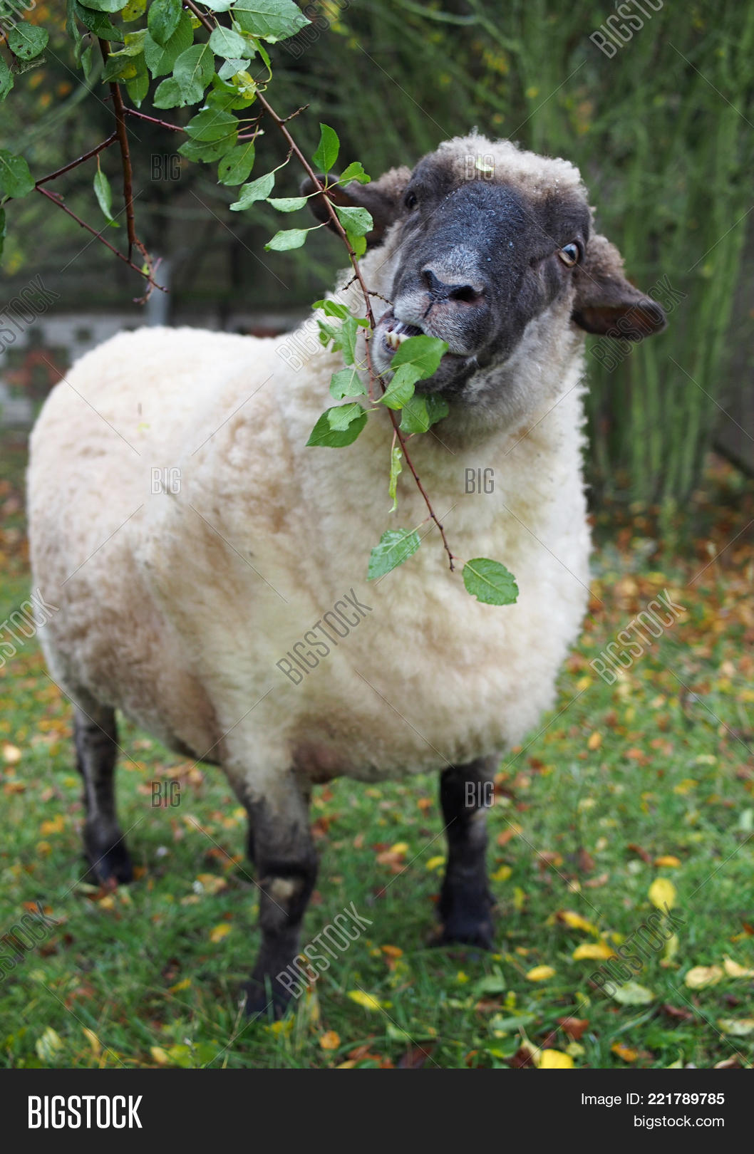 Well-fed Suffolk Sheep Image & Photo (Free Trial) | Bigstock