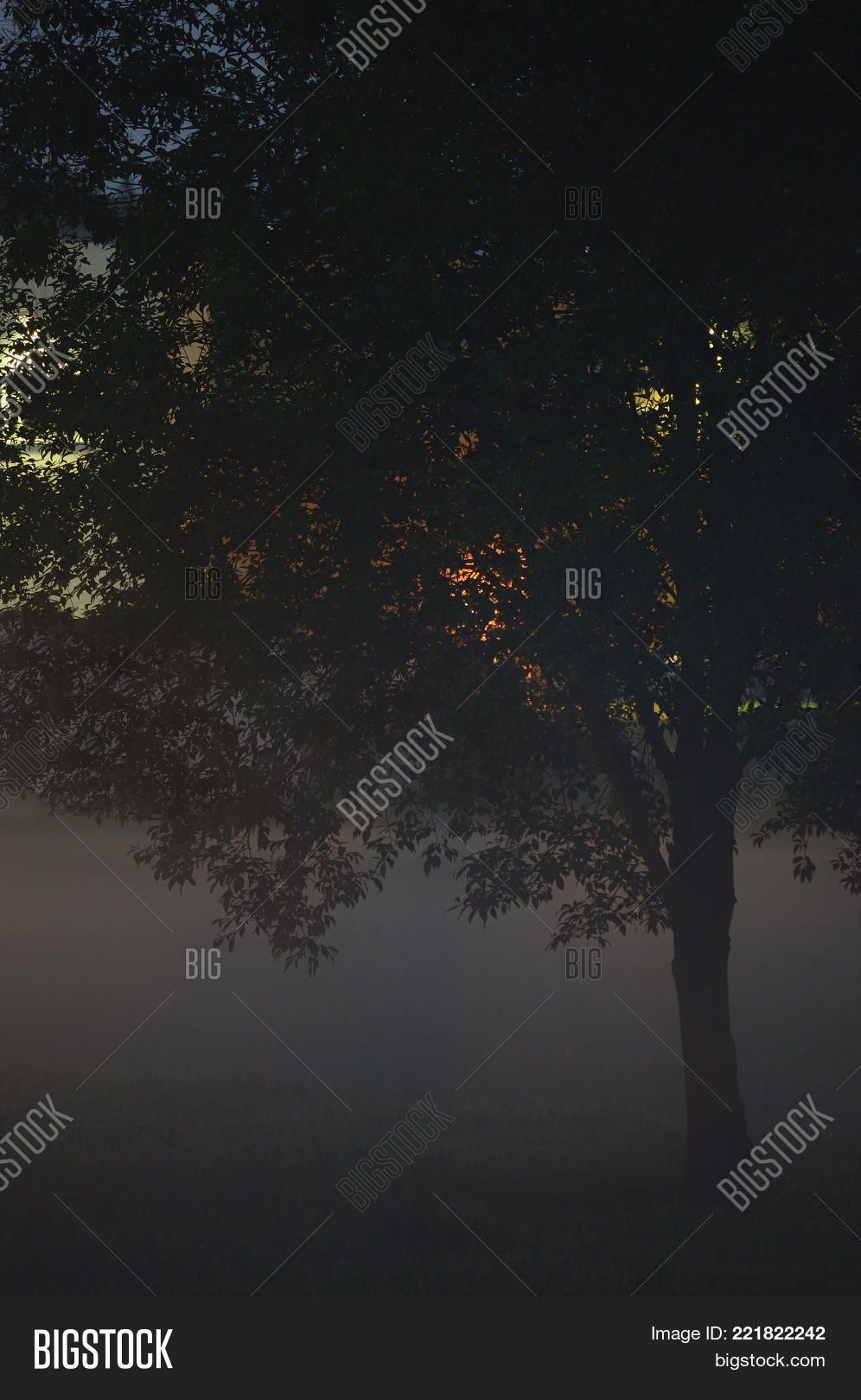 Single Tree Branch Silhouette
