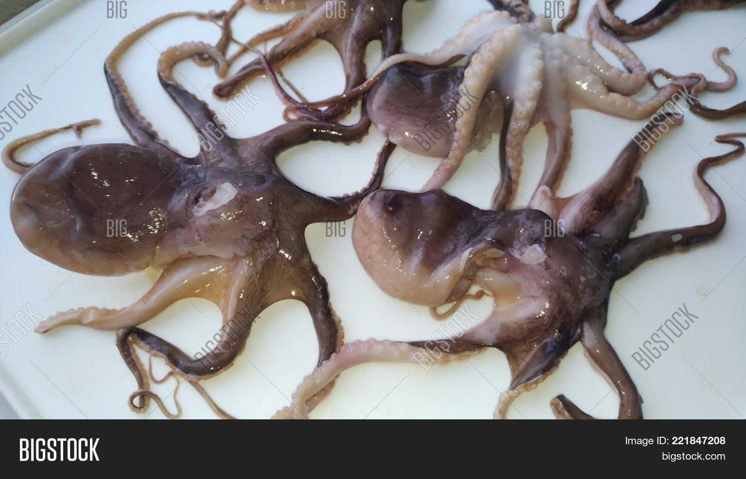 Little Octopus / Fresh Image & Photo (Free Trial) | Bigstock