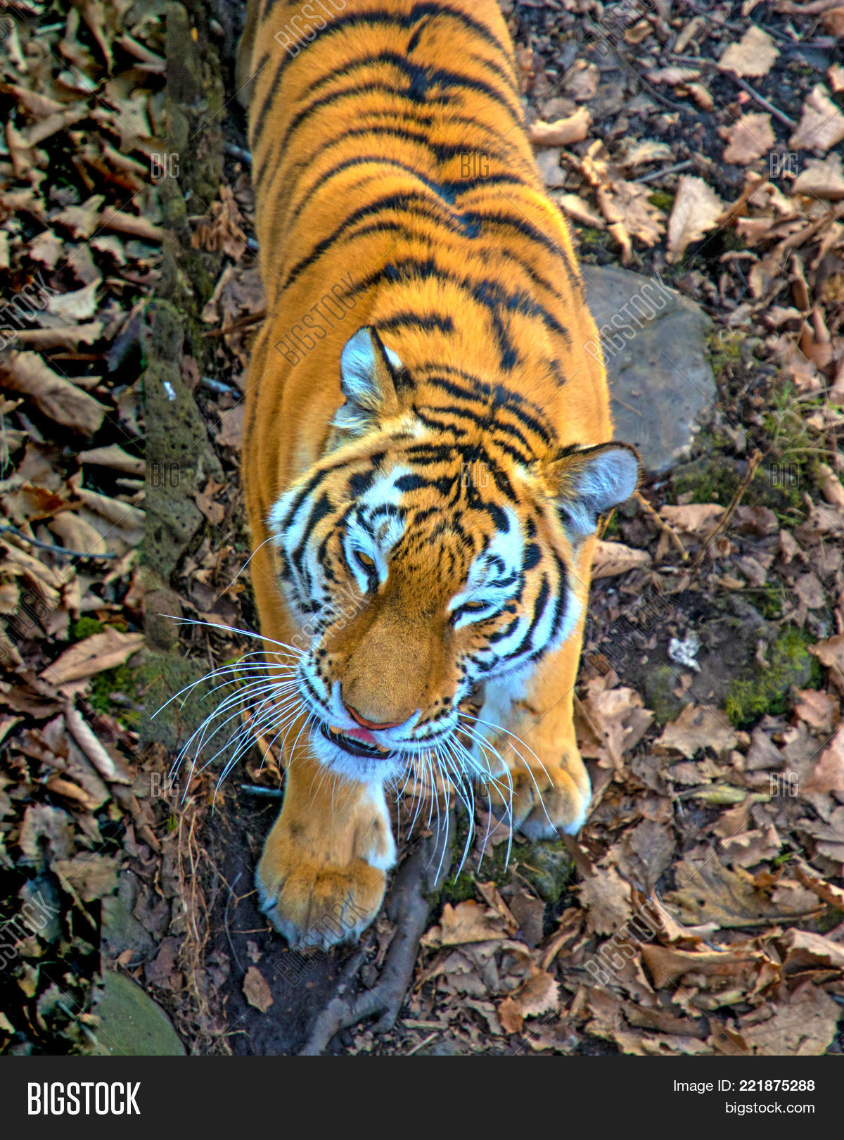Great Siberian Tiger, Image & Photo (Free Trial) | Bigstock