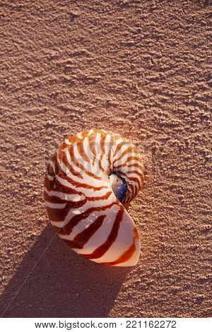 Nautilus Shell Images, Illustrations, Vectors - Nautilus Shell Stock ...