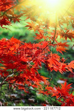 Bright Red Branches Image & Photo (Free Trial) | Bigstock