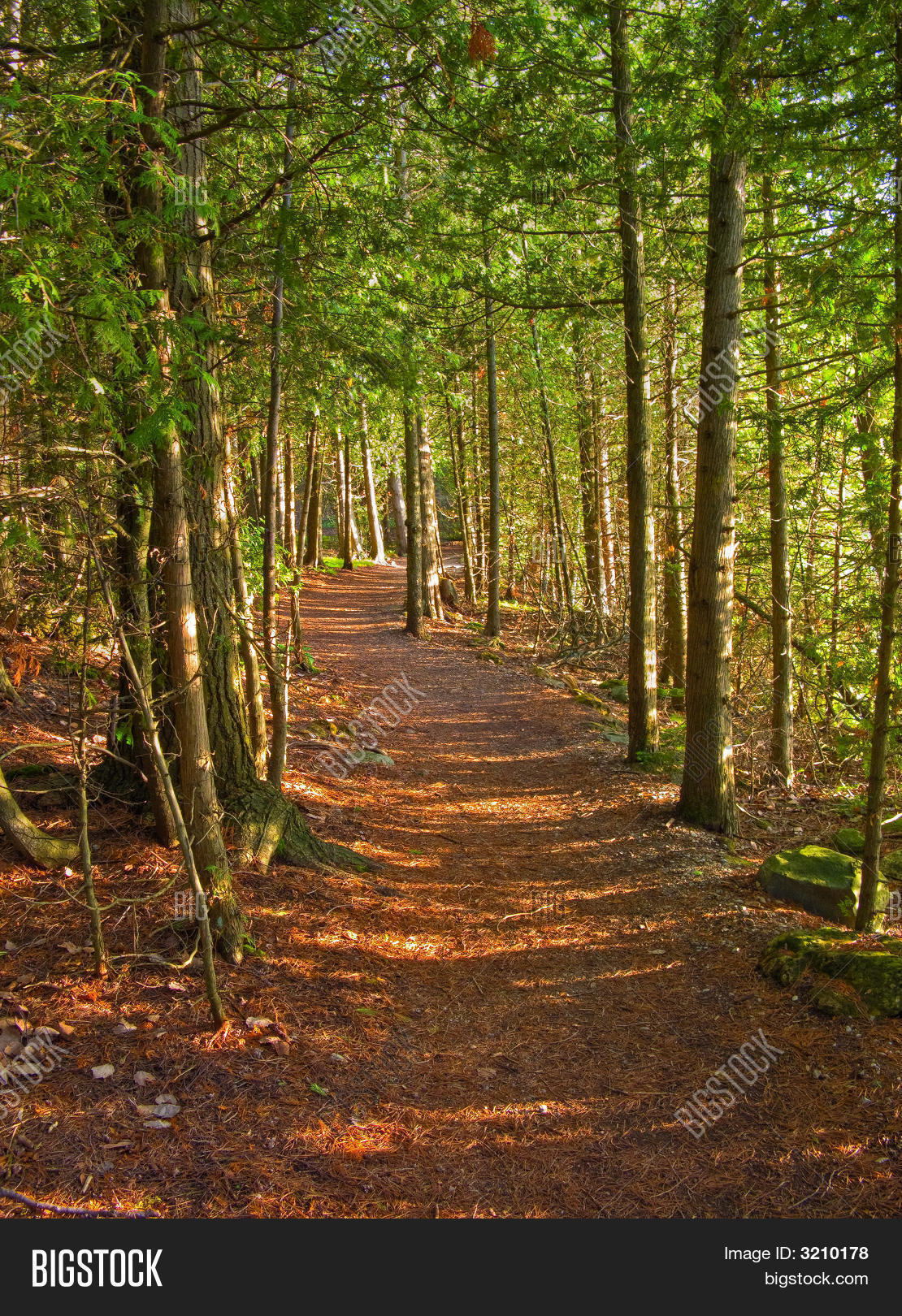 Path Forest Lit Image & Photo (Free Trial) | Bigstock