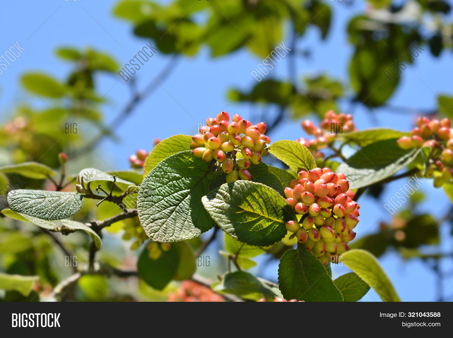 Wayfaring Tree Fruit Image & Photo (Free Trial) | Bigstock