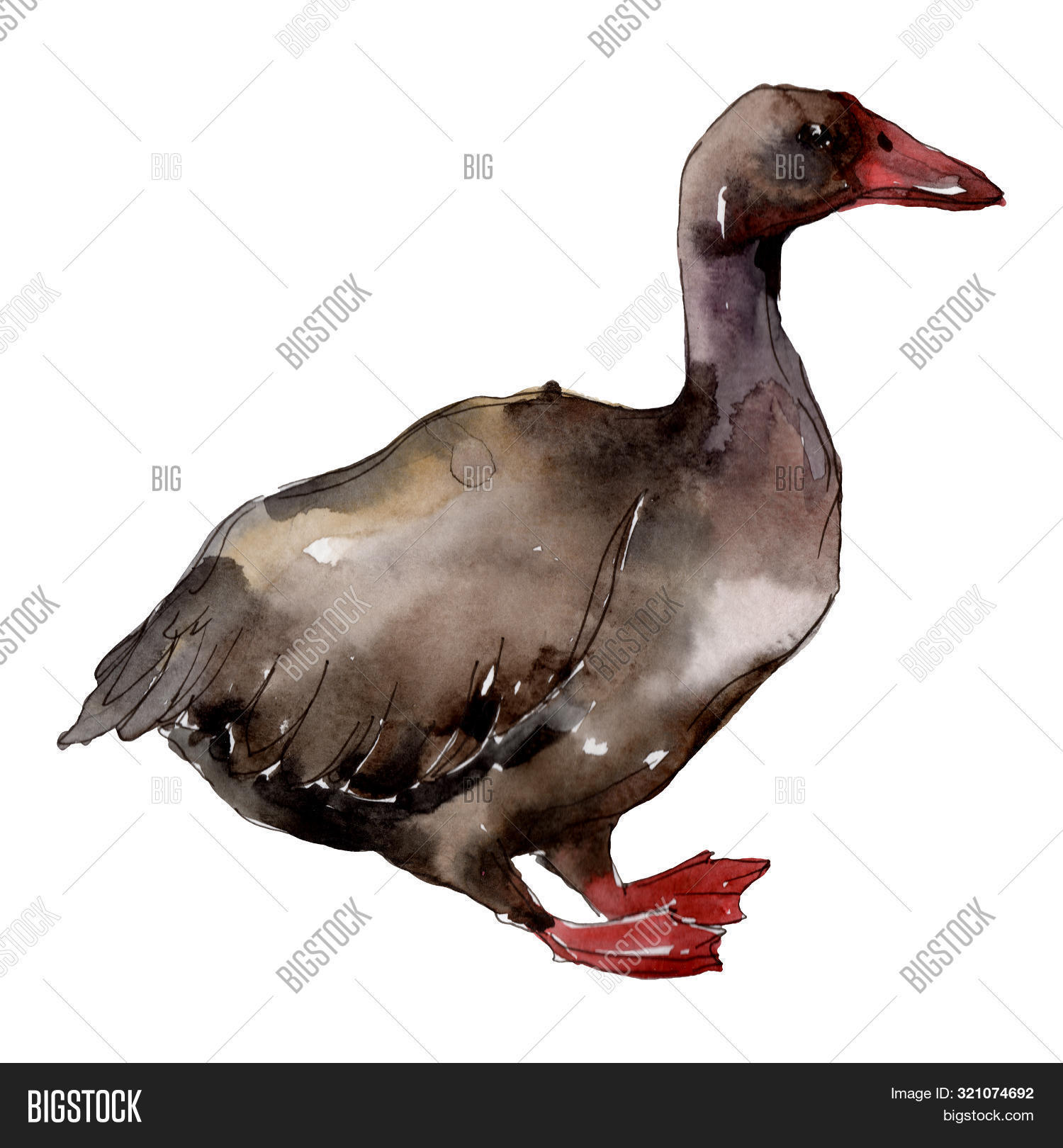 Goose Farm Animal Image & Photo (Free Trial) | Bigstock