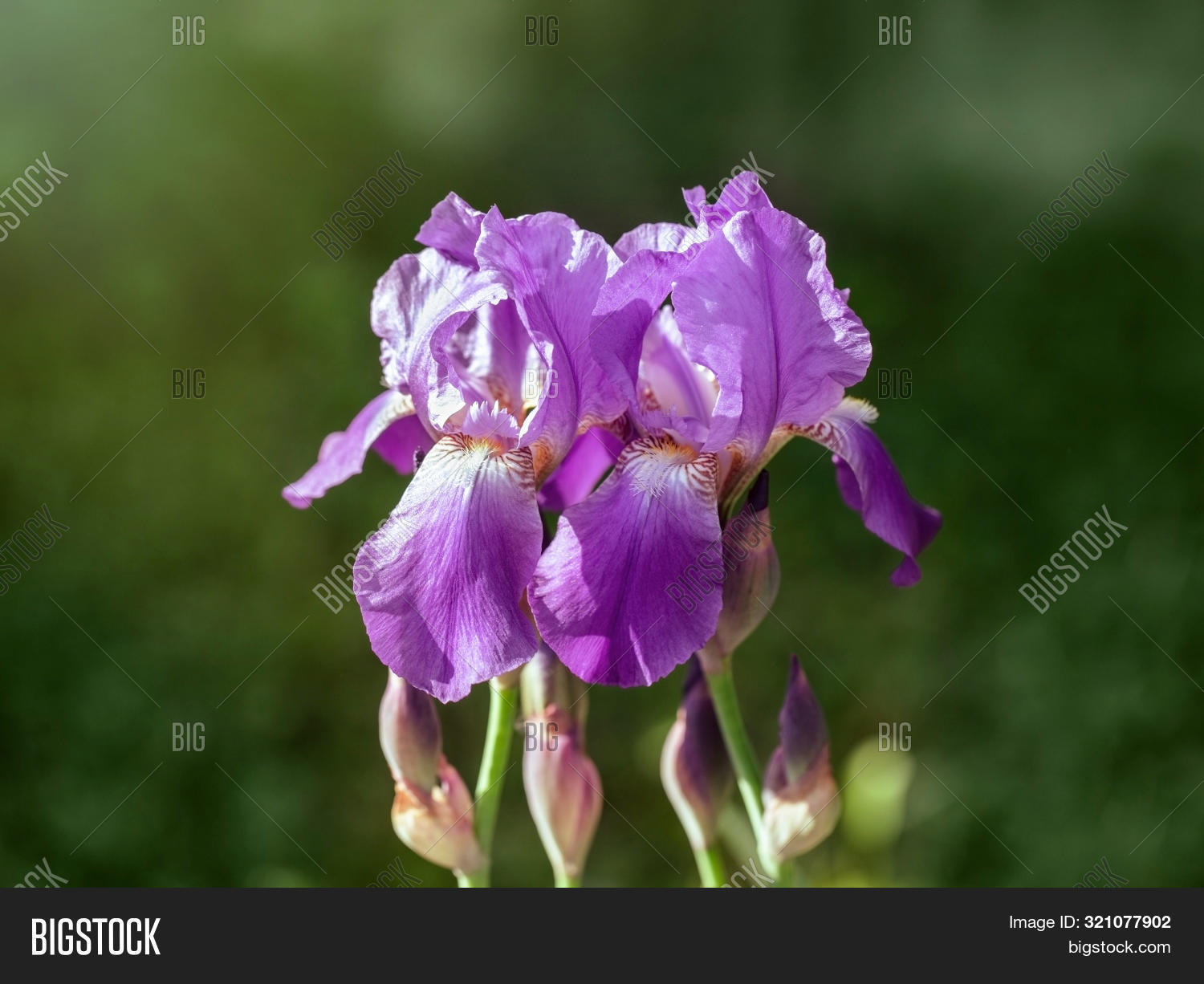 Two Purple Irises Image & Photo (Free Trial) | Bigstock