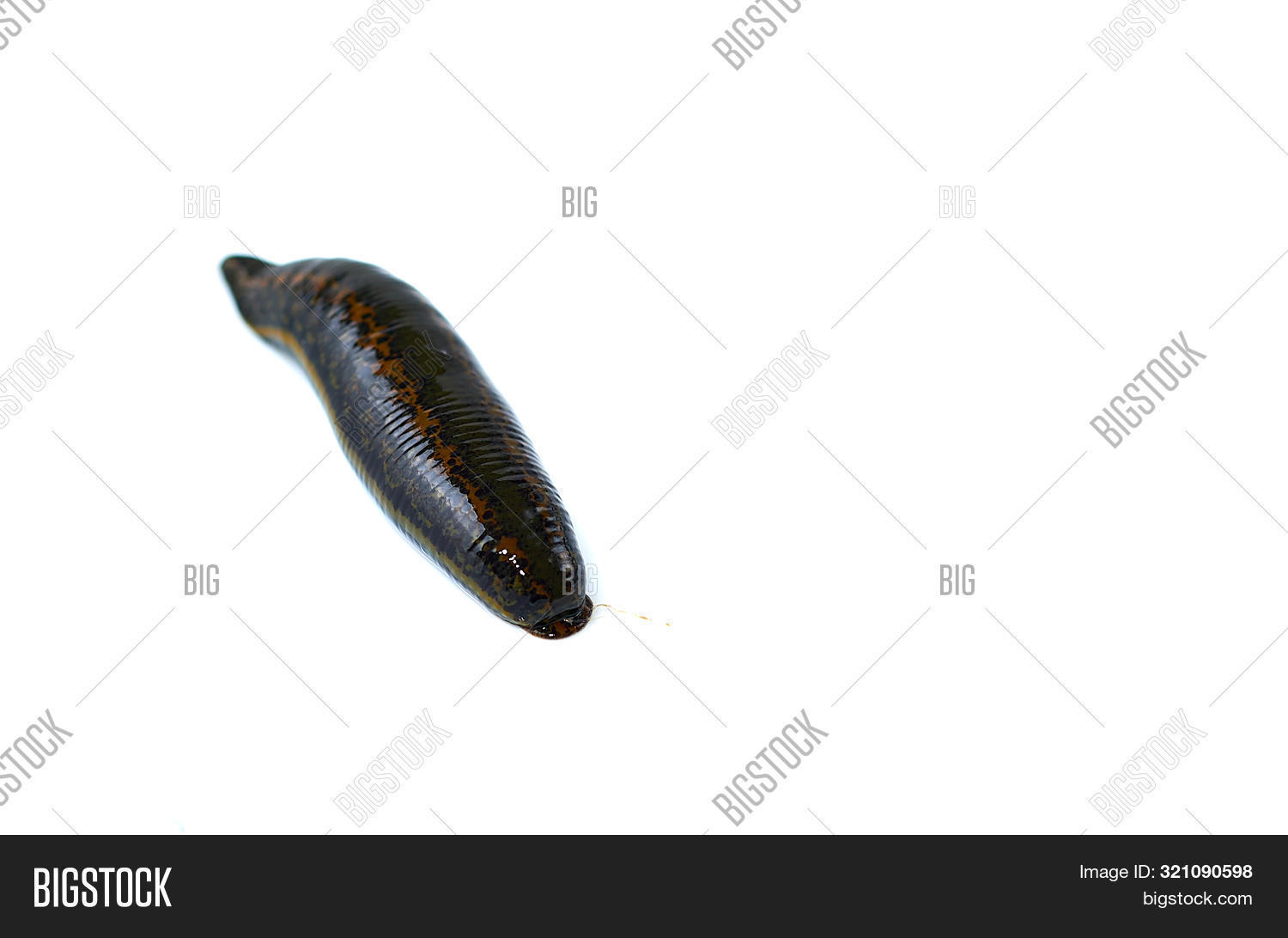 Imagen y foto Medical Leech (prueba gratis) | Bigstock