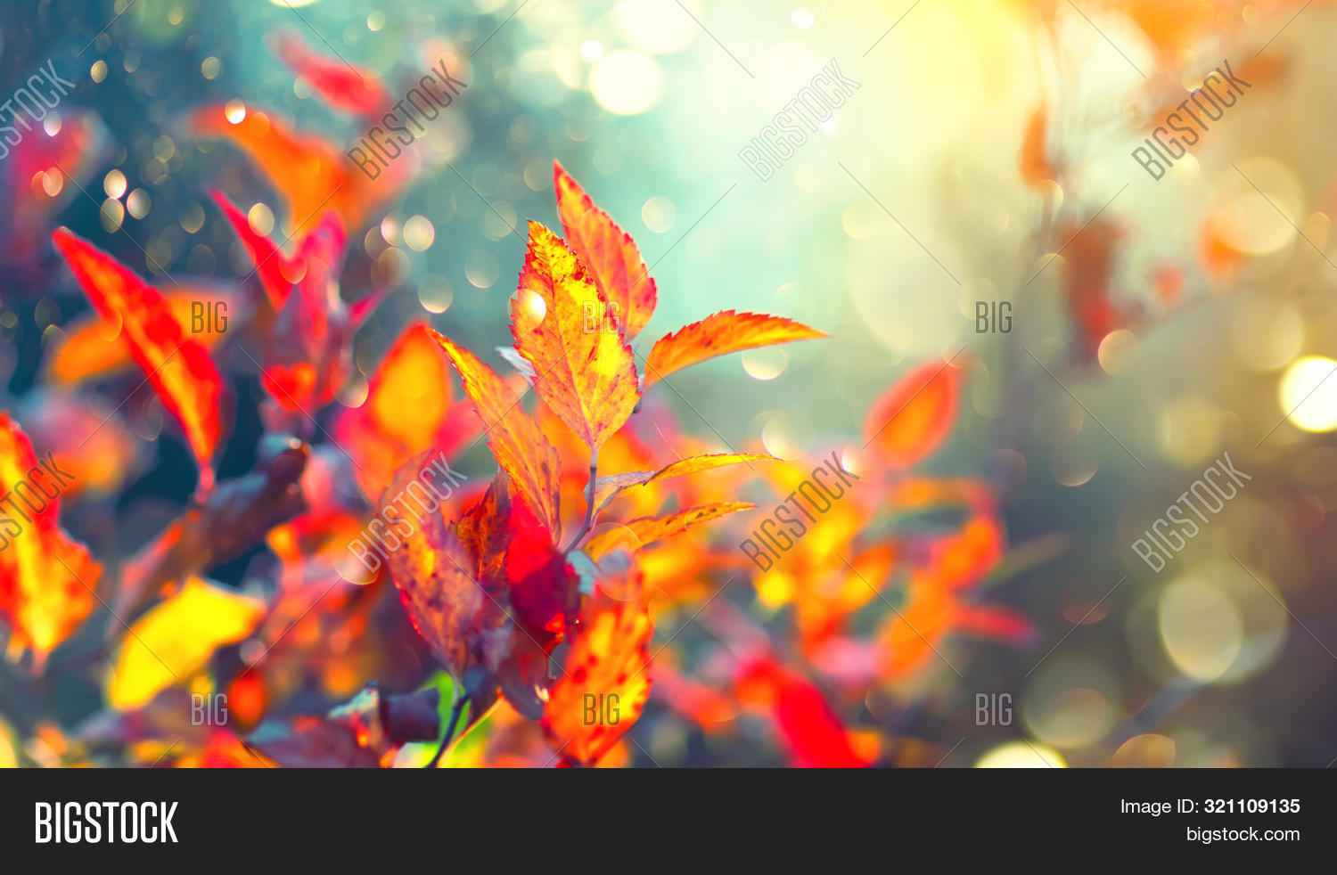 Autumn Colorful Bright Image & Photo (Free Trial) | Bigstock