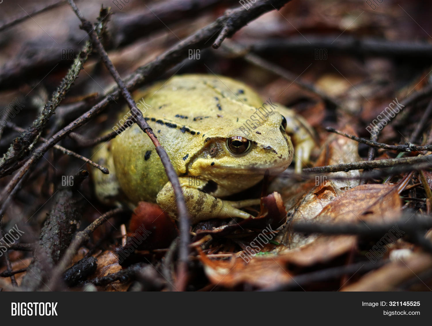 European Common Frog Image & Photo (Free Trial) | Bigstock