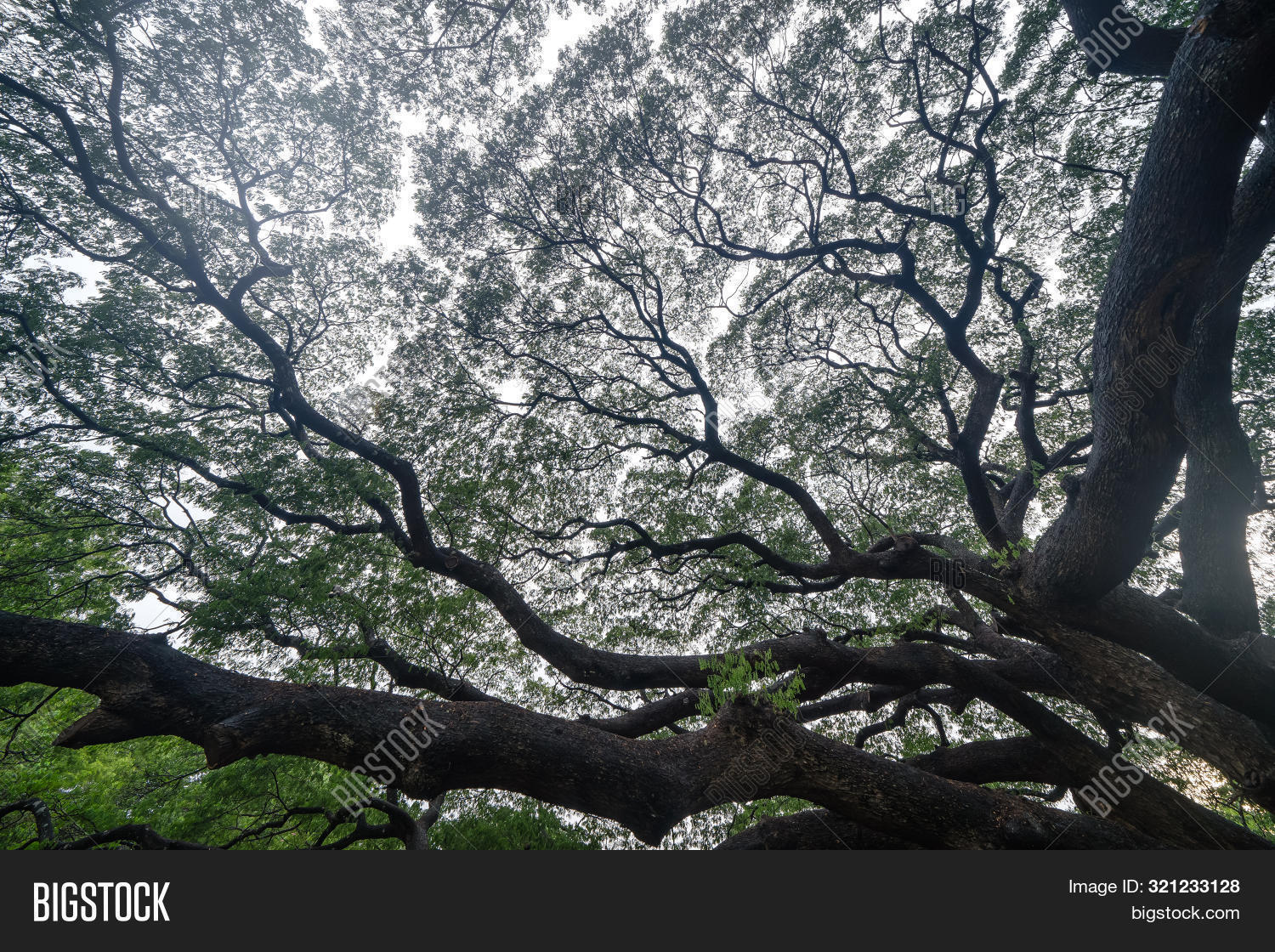 Giant Green Samanea Image & Photo (Free Trial) | Bigstock