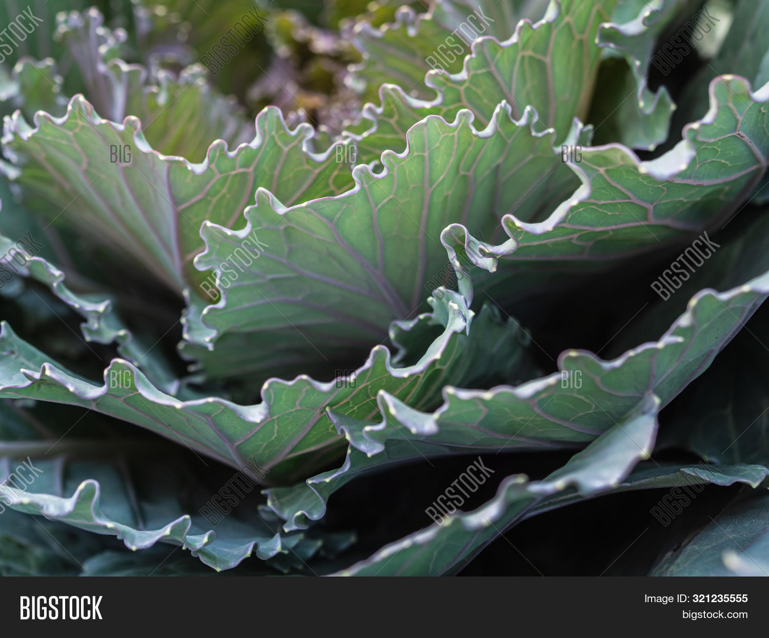 Leaves Growing Cabbage Image & Photo (Free Trial) | Bigstock