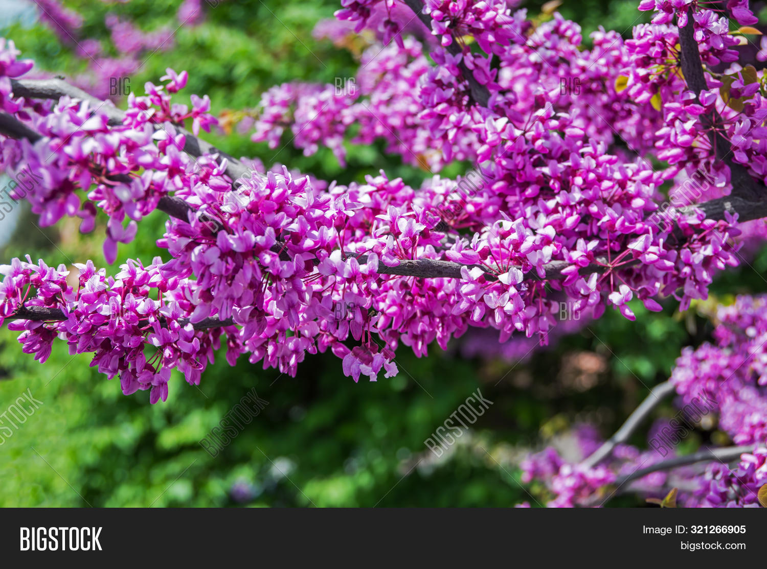 Flowering Deciduous Image & Photo (Free Trial) | Bigstock