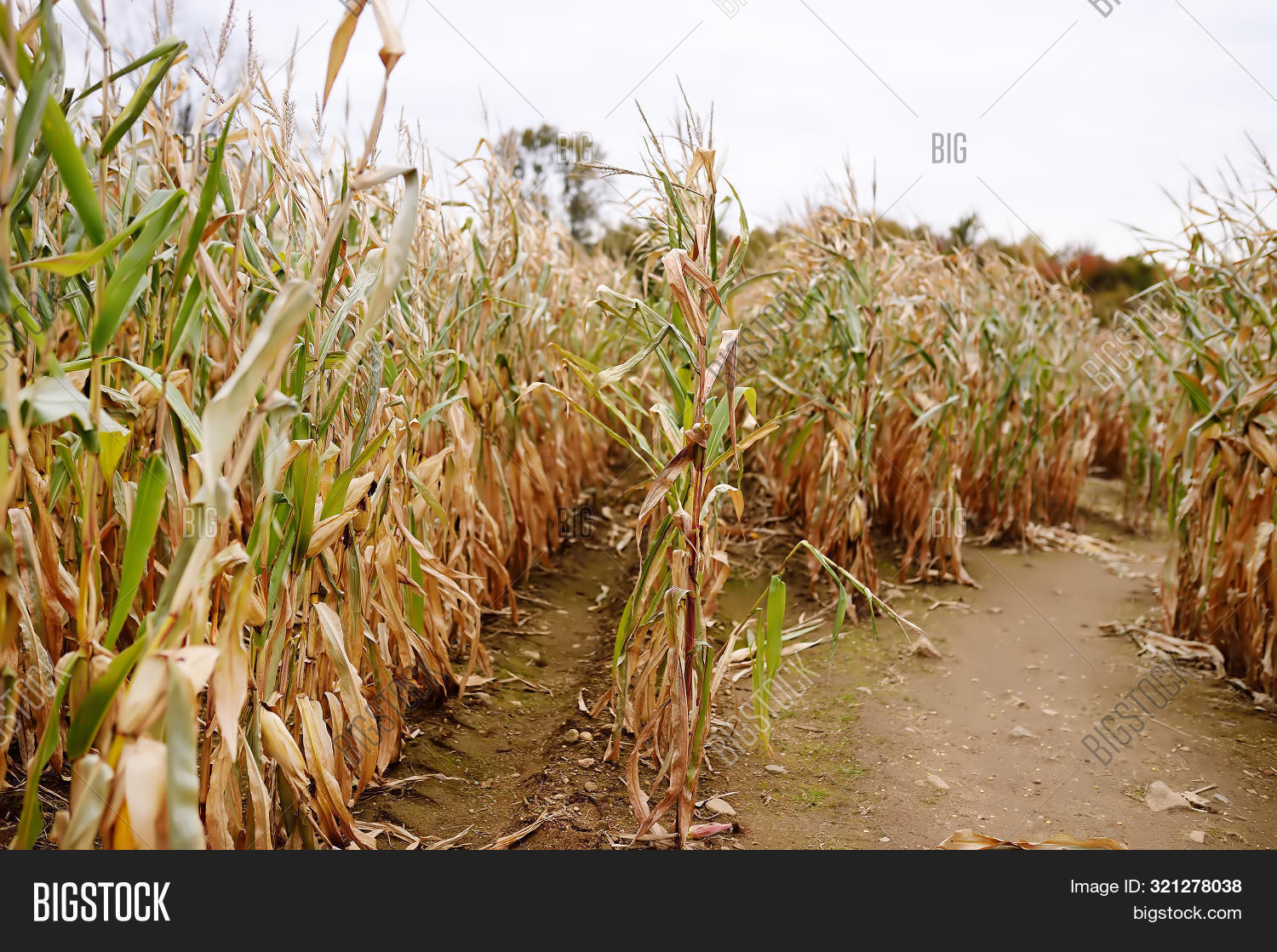 Dried Corn Stalks Corn Image & Photo (Free Trial) | Bigstock