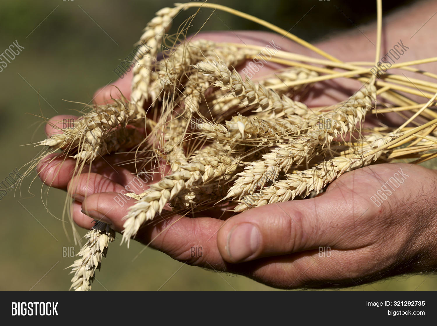 Hands Farmer Ears Ripe Image & Photo (Free Trial) | Bigstock